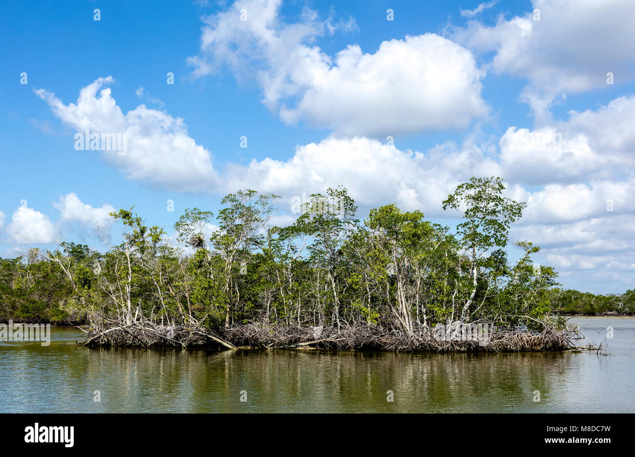 A view of Ten Thousand Islands area located in Everglades National Park ...