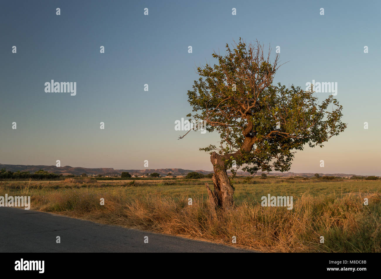 Stunted tree hi-res stock photography and images - Alamy