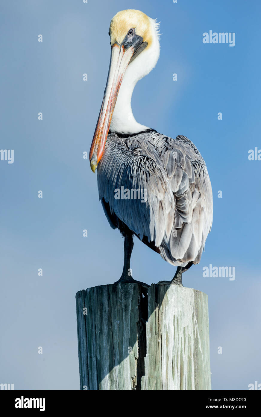 A view of The North American adult brown pelican in Evergaldes City ...