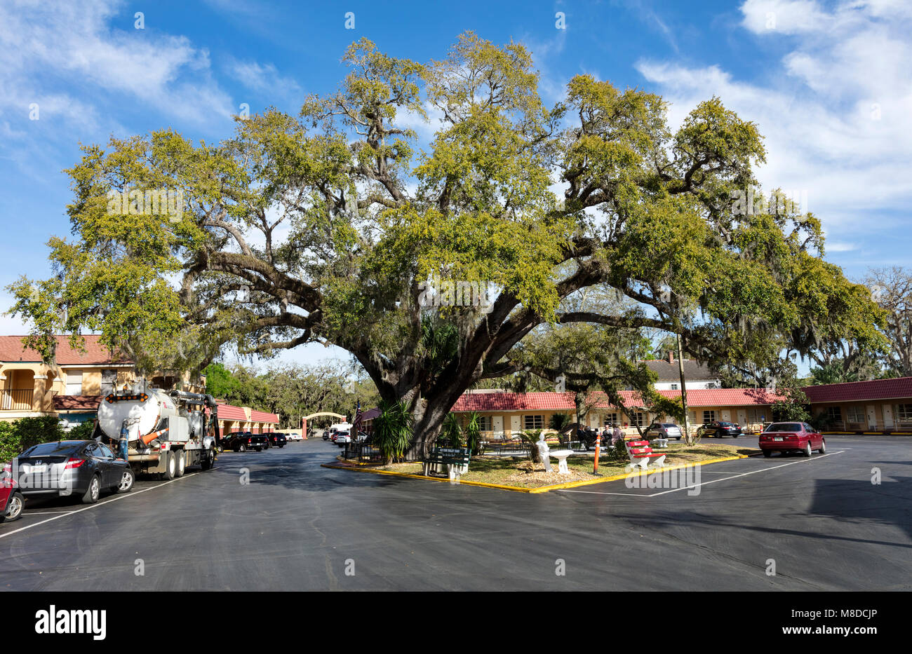 St Augustine, FL - March 07, 2018: A view of The Old Senator Tree, a ...
