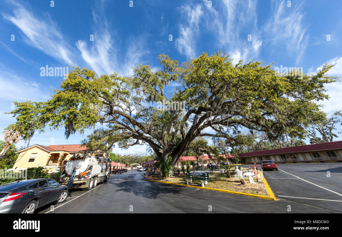 St Augustine, FL - March 07, 2018: A view of The Old Senator Tree, a ...
