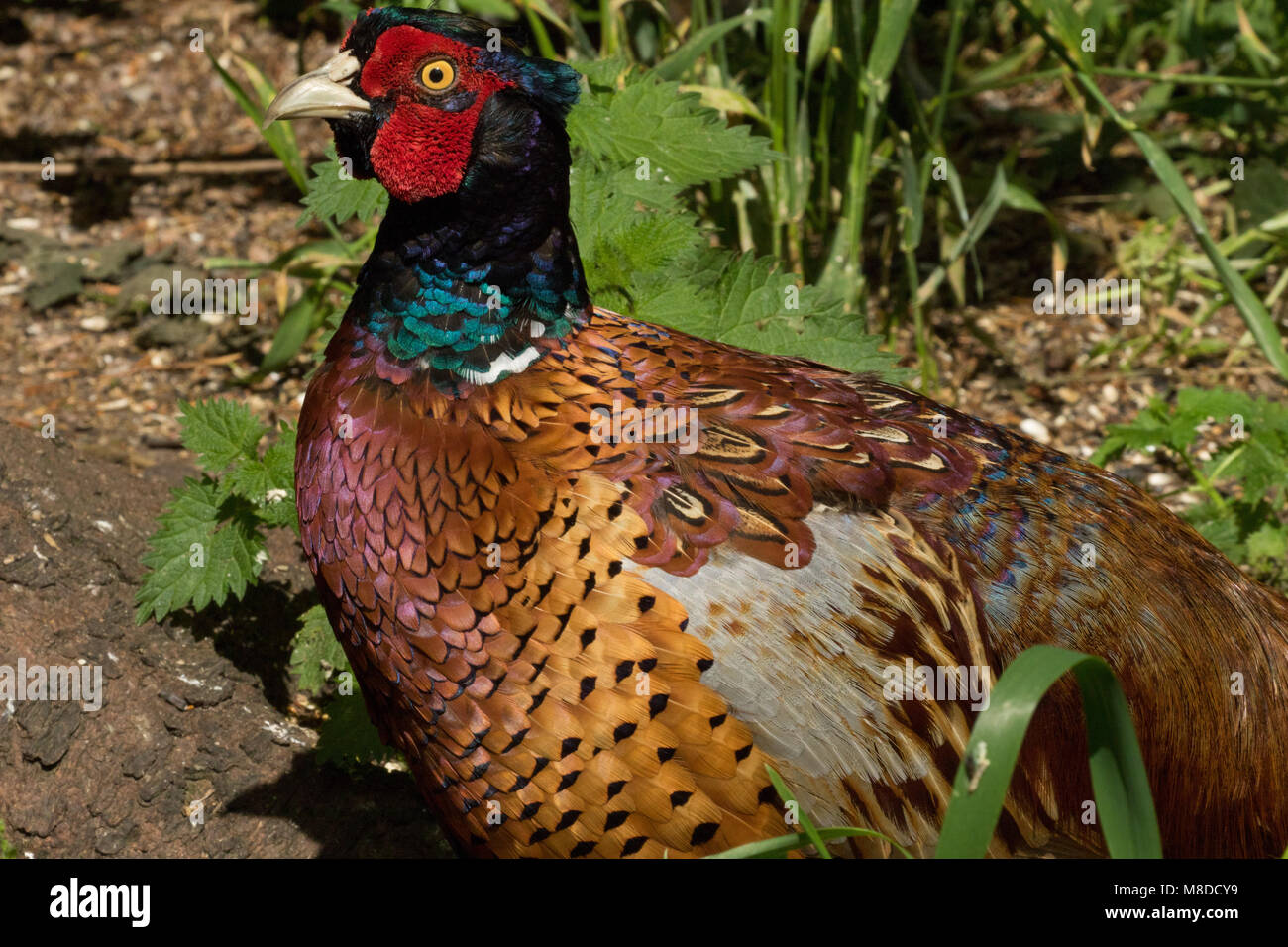 Male Ring-necked Pheasant Stock Photo - Alamy