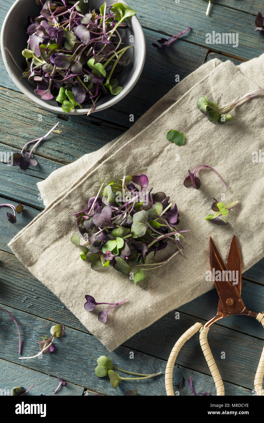 Raw Purple Organic Radish Microgreens Ready to Eat Stock Photo - Alamy