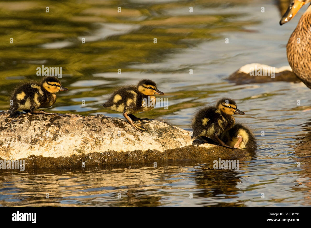 Young Mallard Ducklings resting on a rock by a river Stock Photo - Alamy