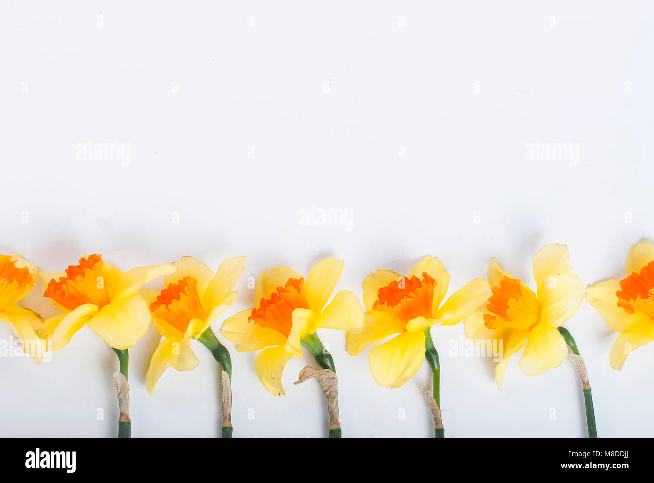 Top view of yellow daffodils in row on the white background. flowers ...