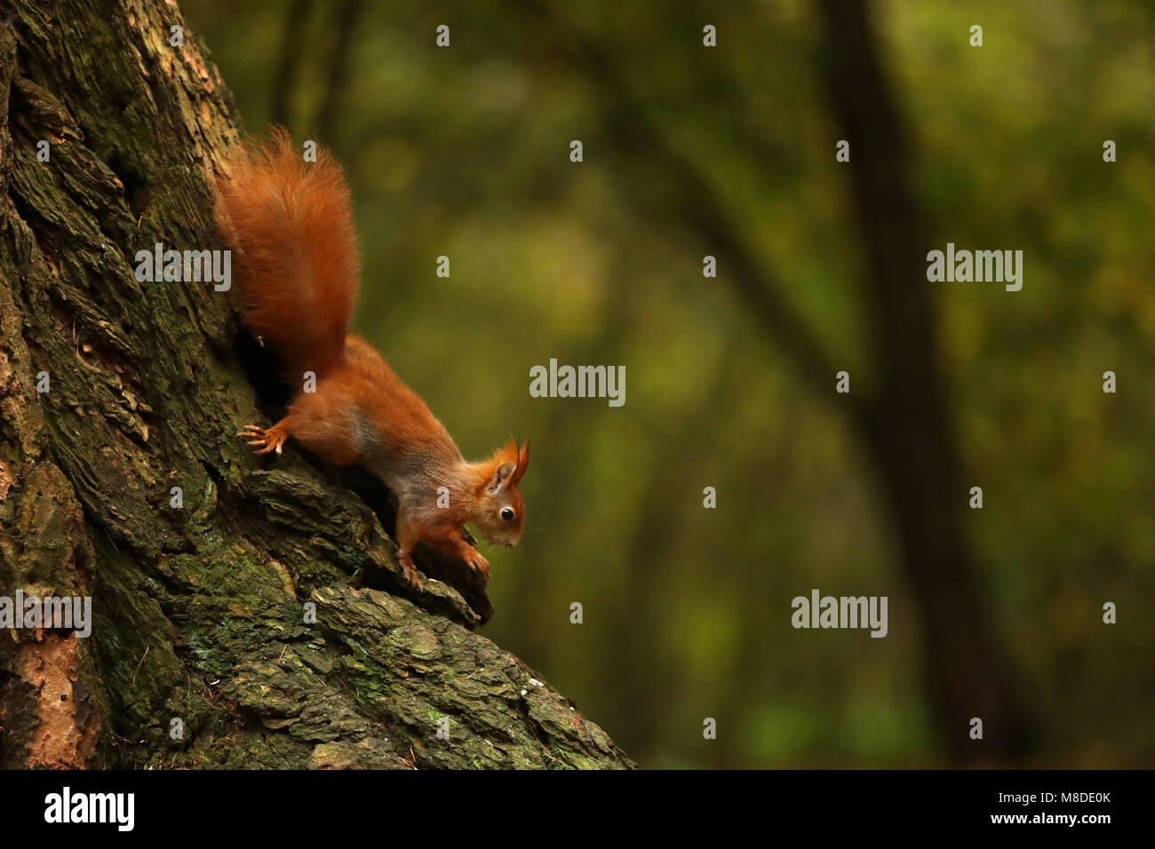 Arboreal Red squirrel climbing down the tree Stock Photo - Alamy