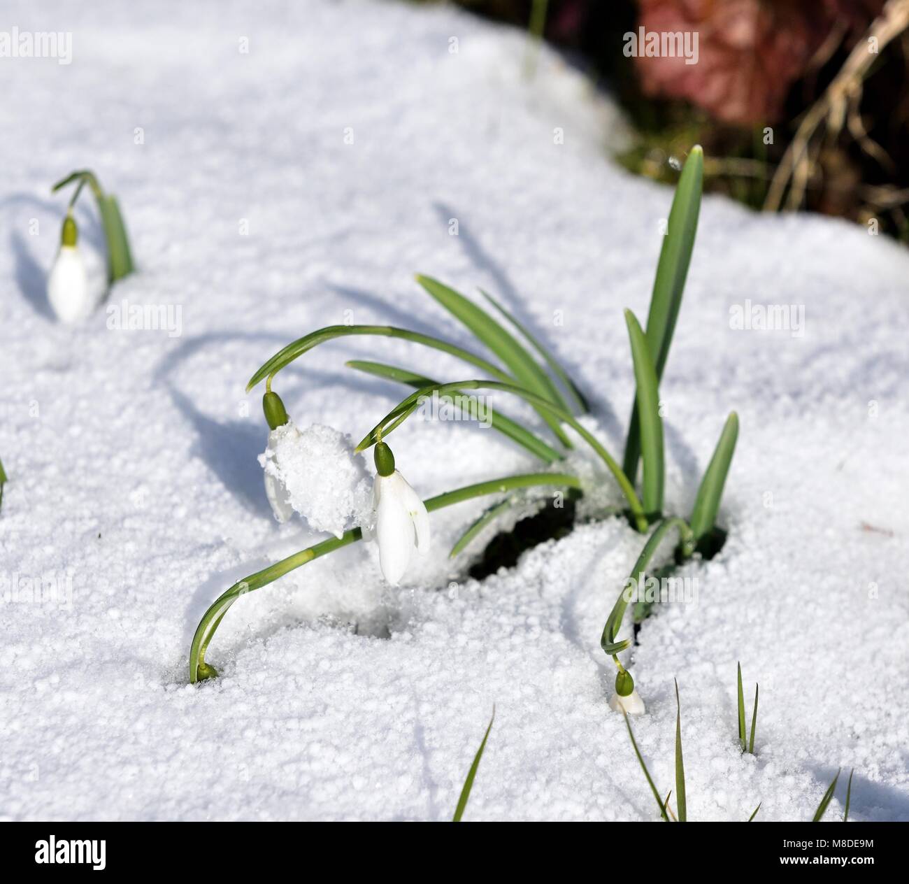 Group of spring woodland Galanthus covered in snow Stock Photo - Alamy