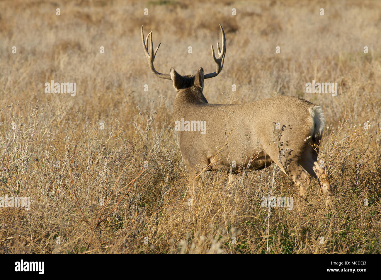 Mule Deer Buck Stock Photo - Alamy
