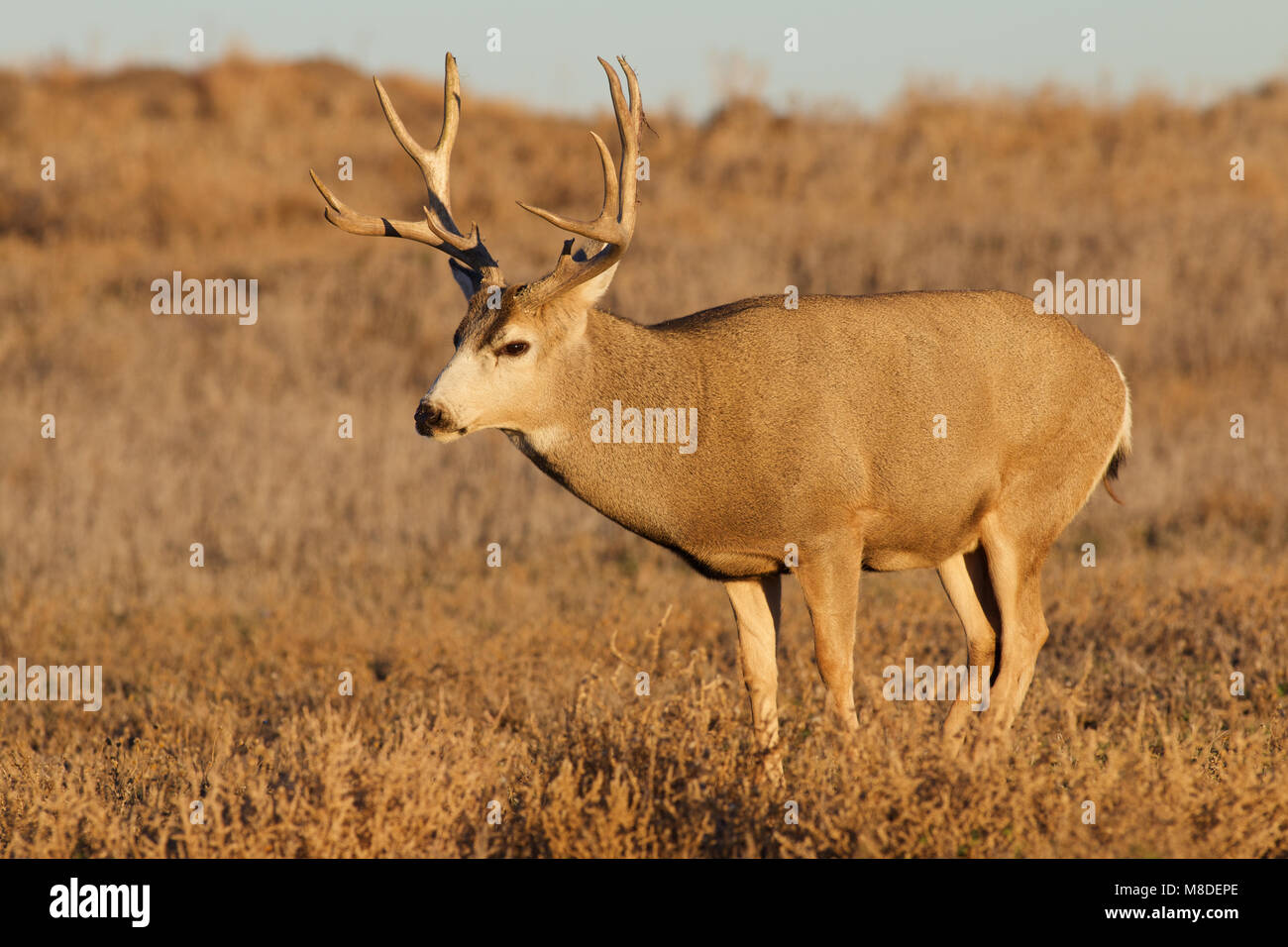Mule Deer Buck Stock Photo - Alamy