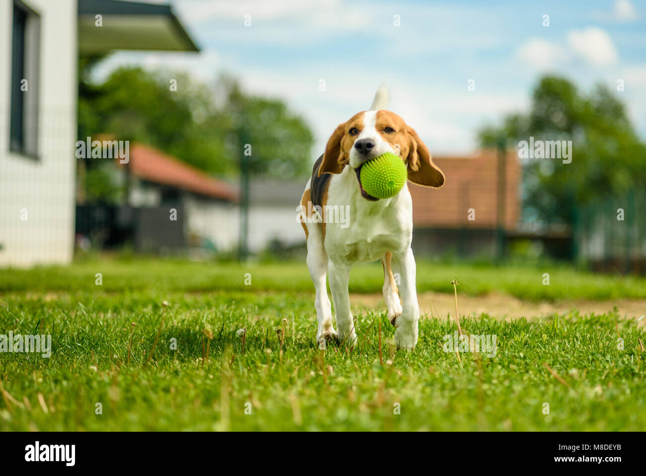 Dog run beagle jumping fun in the garden summer sun with a toy green ...