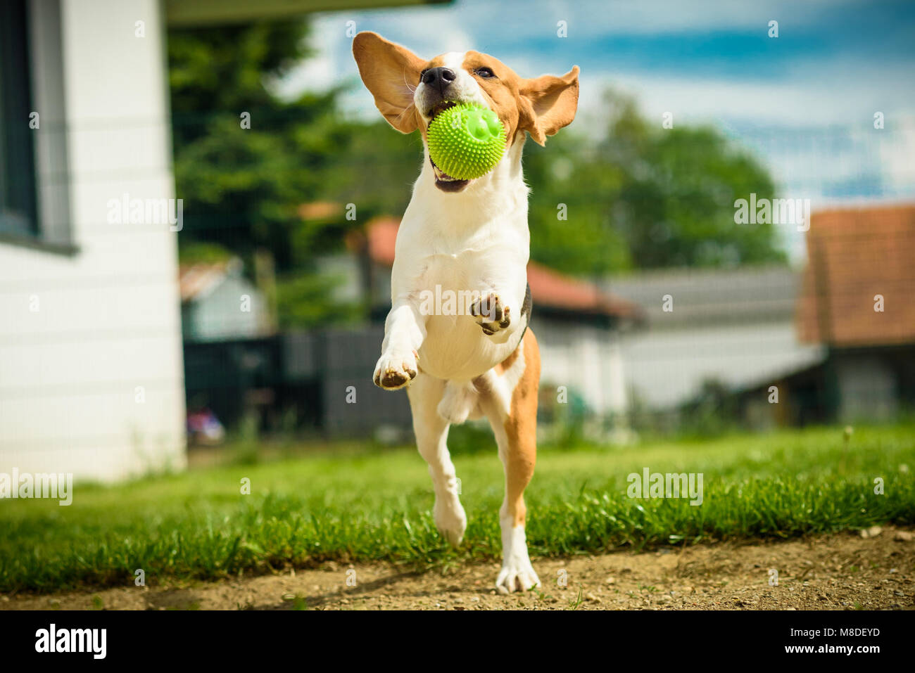 Dog run beagle jumping fun in the garden summer sun with a toy green ...