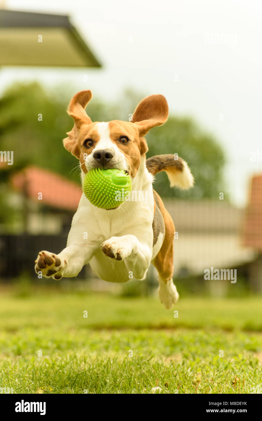 Dog run beagle jumping fun in the garden summer sun with a toy green ...