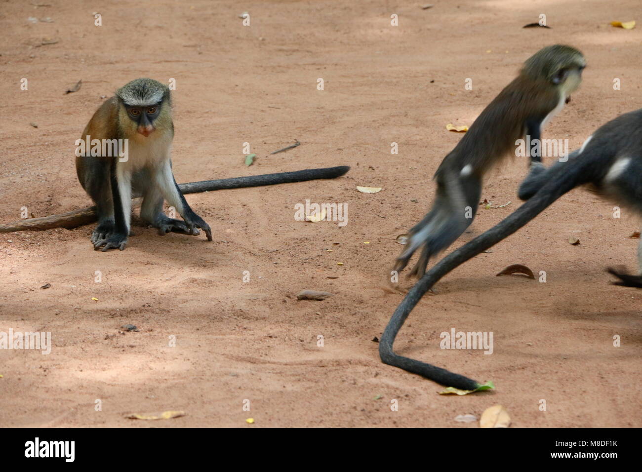 Monkeys in the botanical garden Stock Photo - Alamy