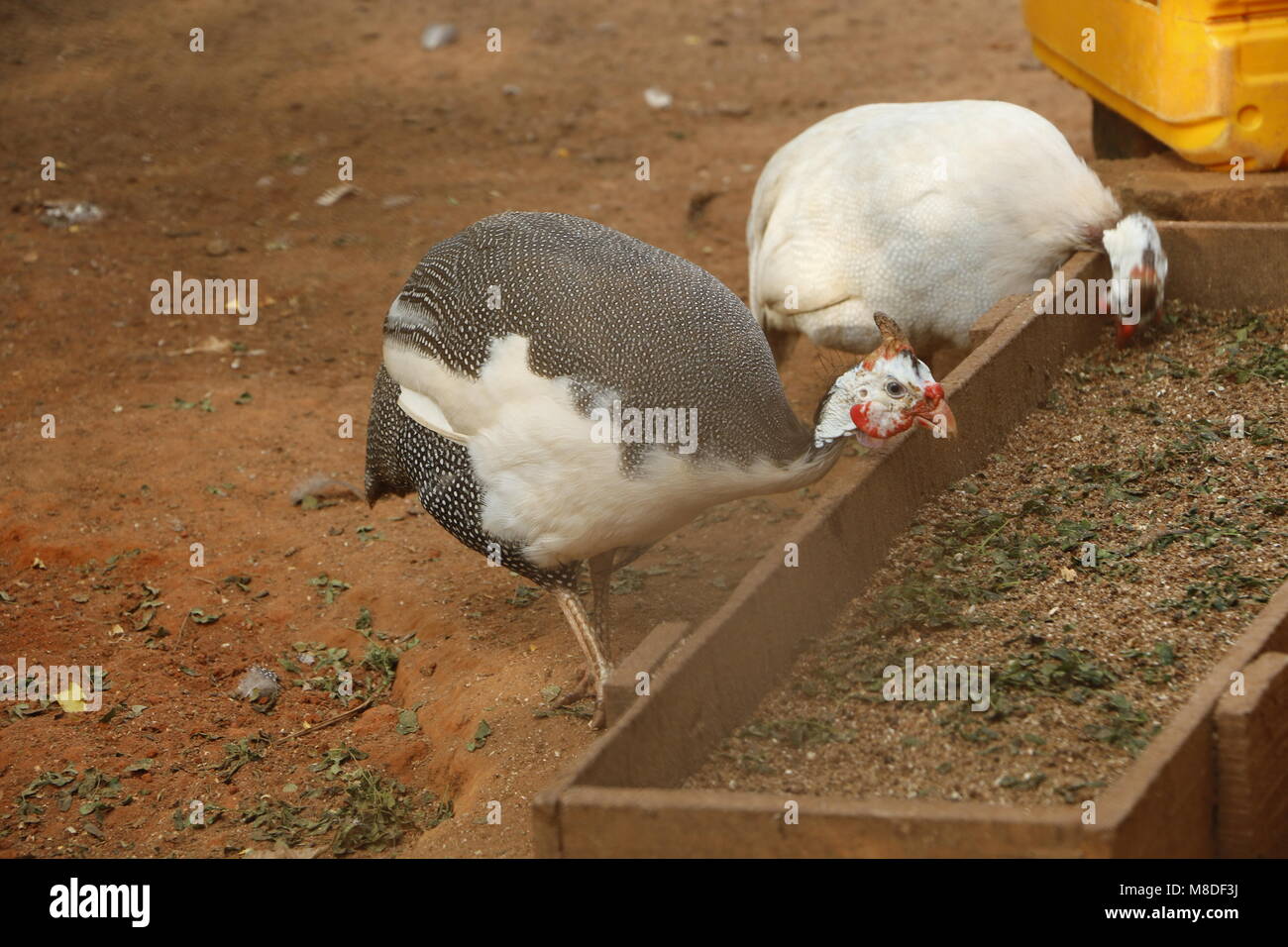 guinea fowls eating grains Stock Photo - Alamy