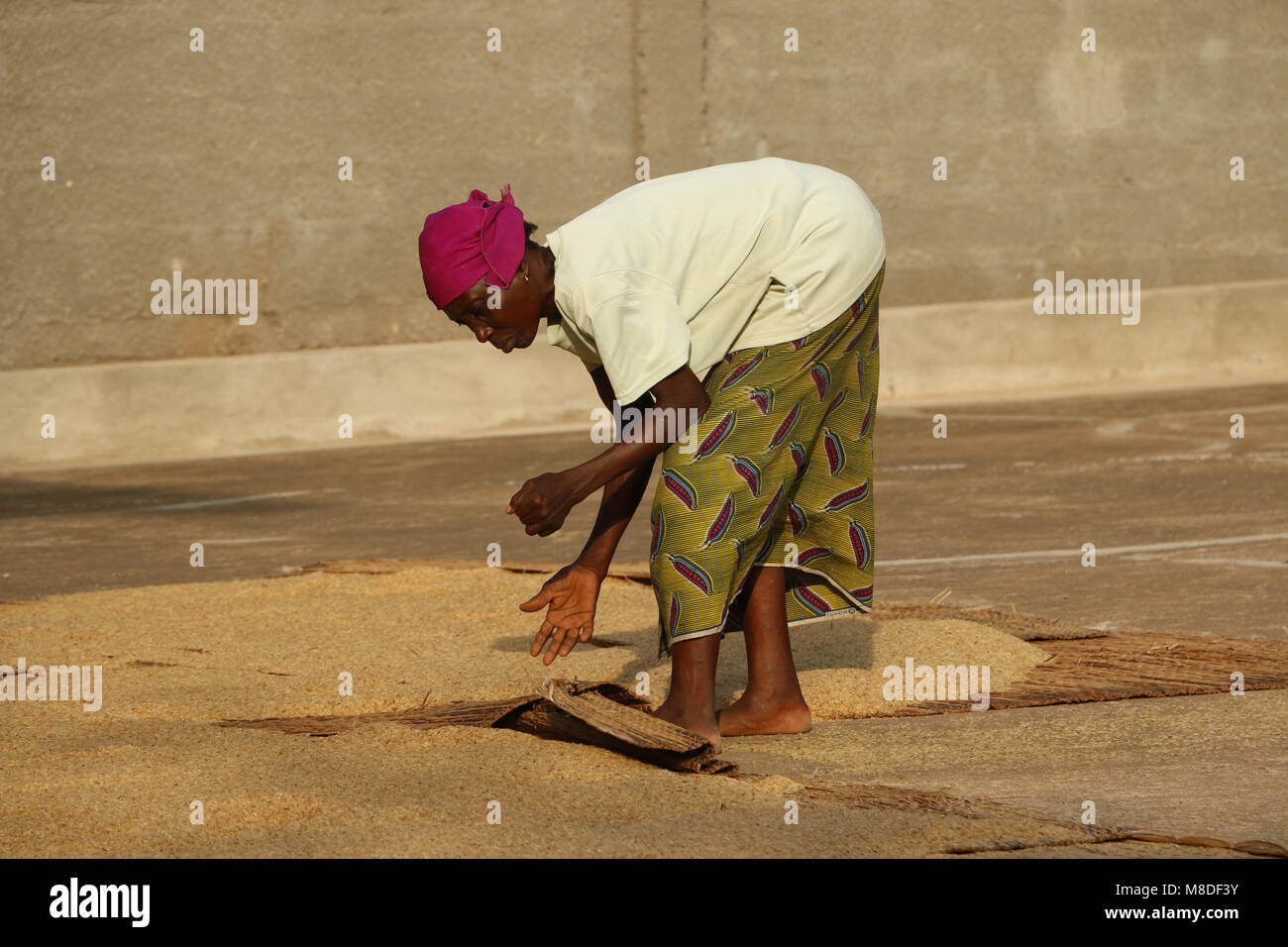 Woman puts rice on the floor to let it dry in the sun Stock Photo - Alamy