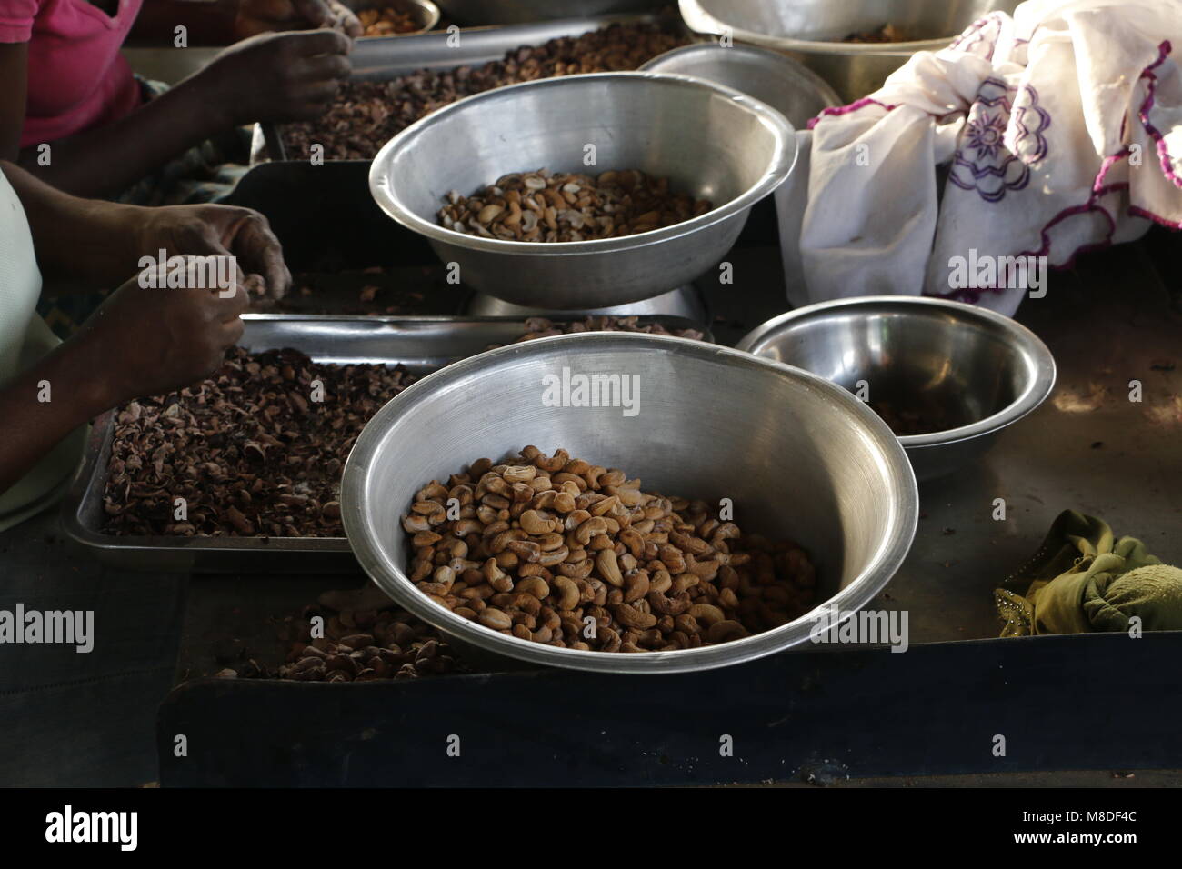 Women peeling cashew nuts Stock Photo - Alamy