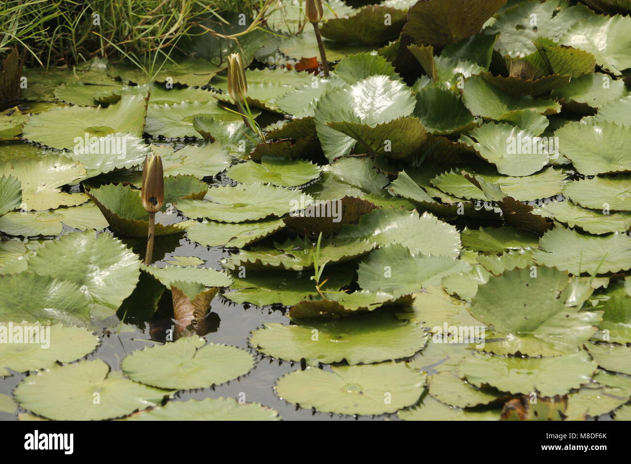 Water lily in a pond Stock Photo - Alamy