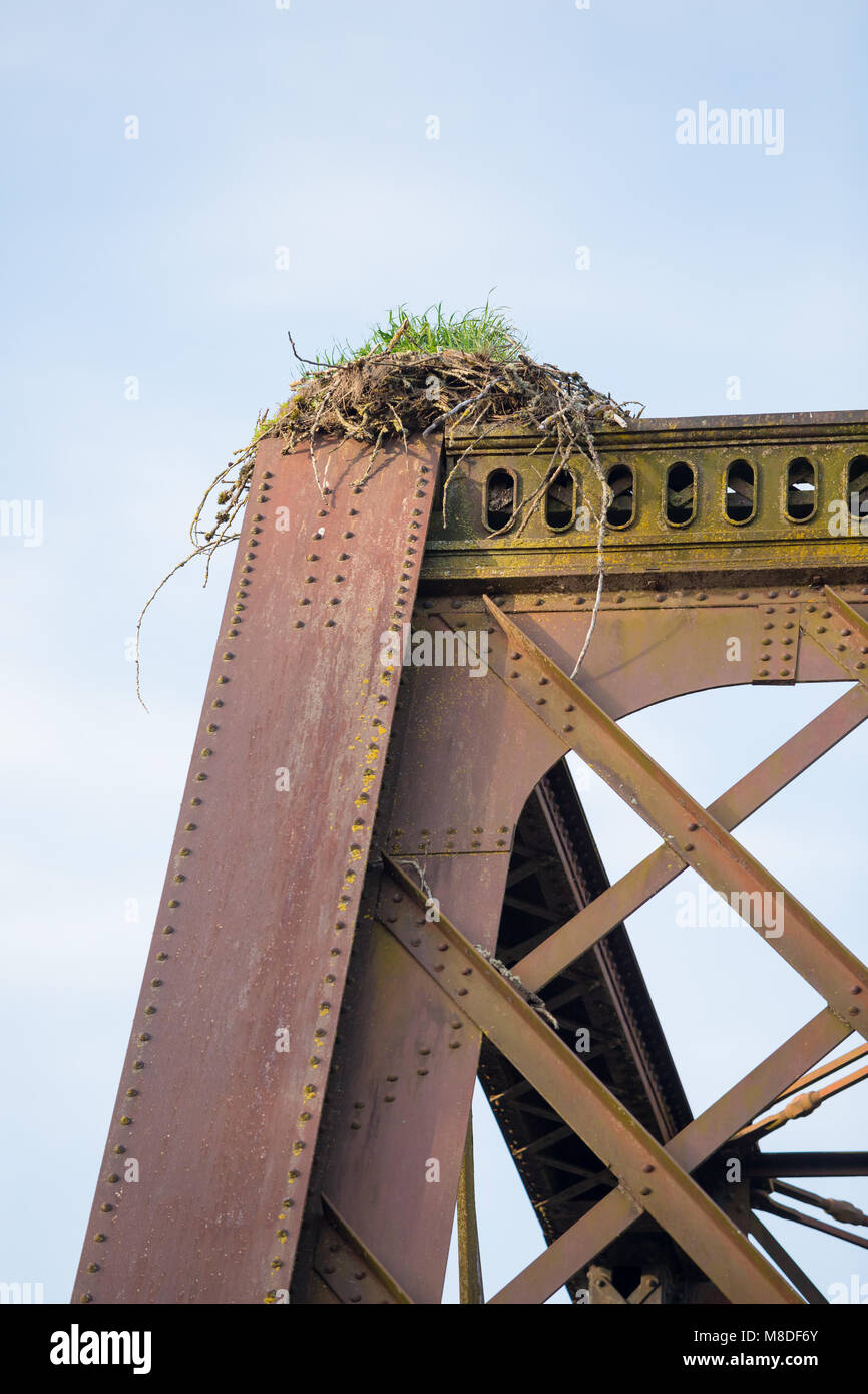 Eagle Nest on Bridge in Oregon Stock Photo - Alamy