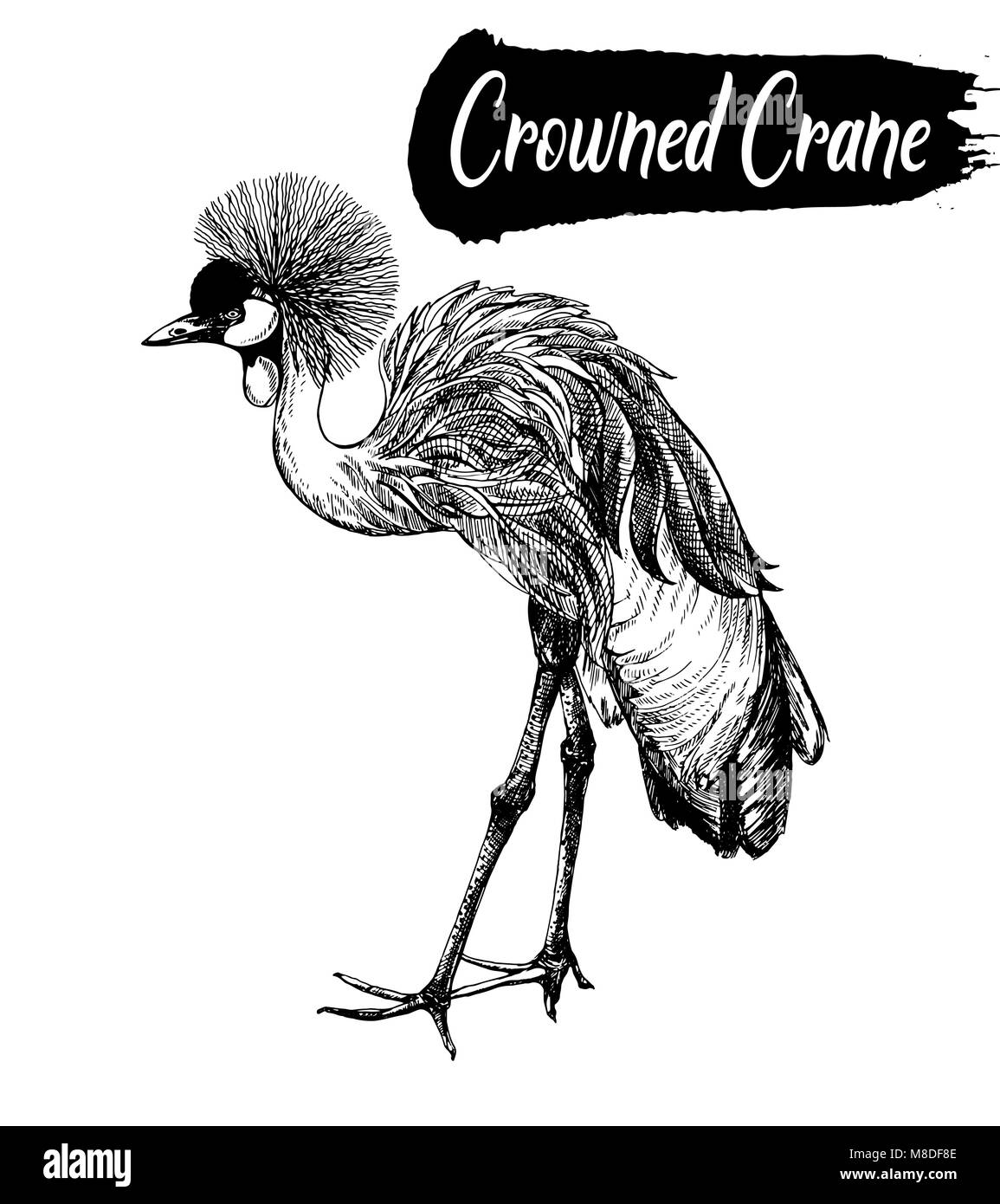 Hand drawn sketch of crowned crane. Vector illustration isolated on ...