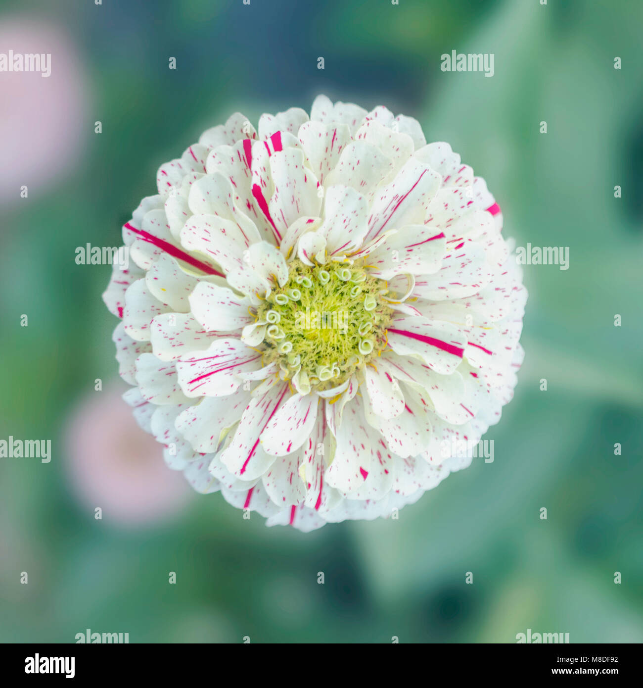 Zinna flower hi-res stock photography and images - Alamy