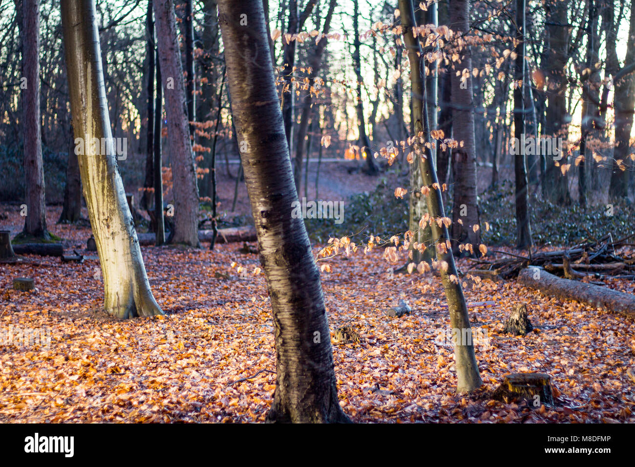 Twilight autumn forest Stock Photo - Alamy