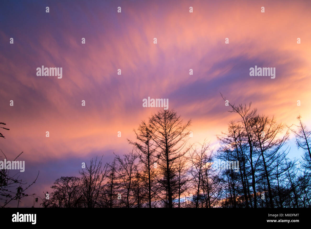 Orange clouds over sunset autumn forest Stock Photo - Alamy