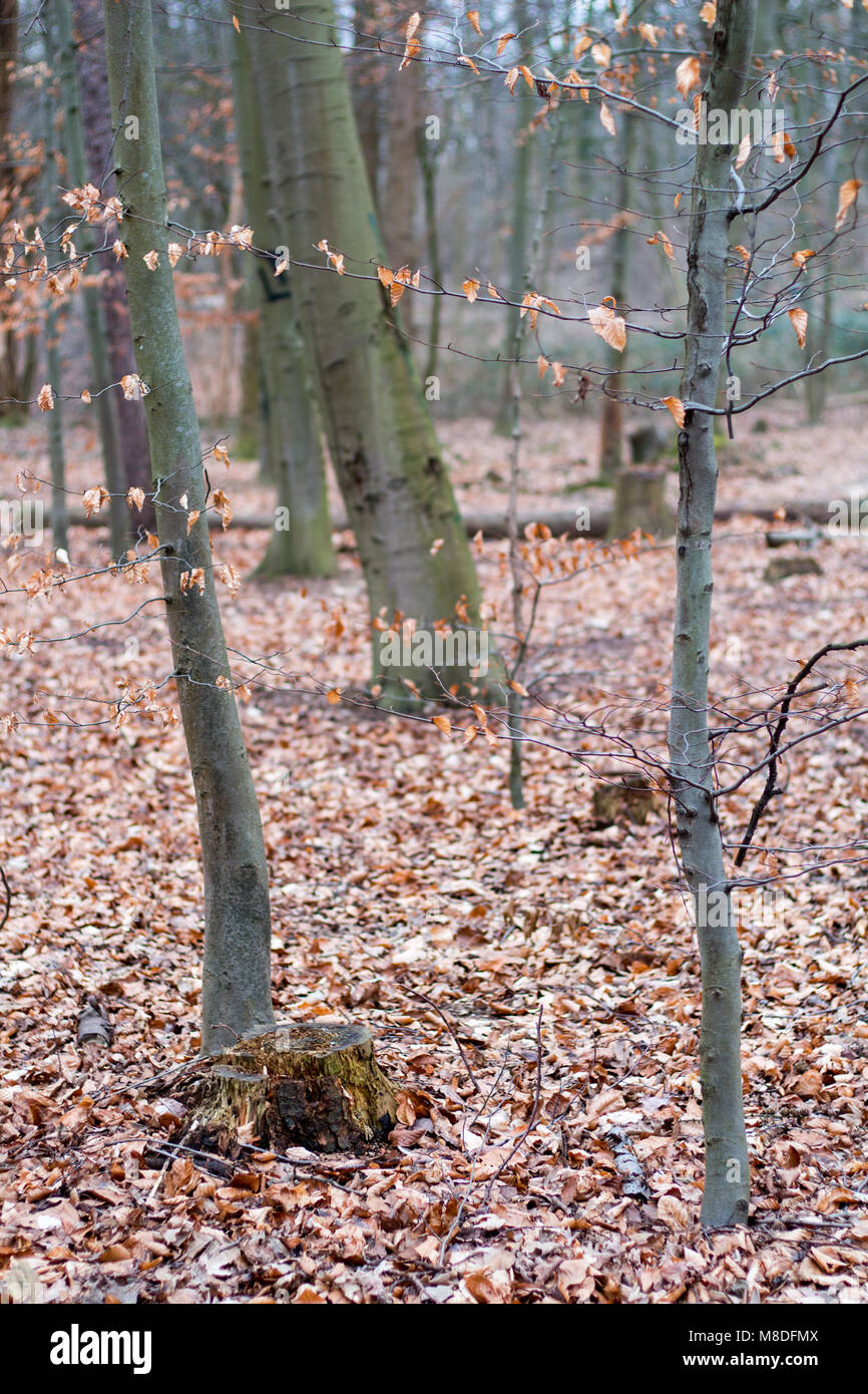 Two young trees framing an autumn forest background Stock Photo - Alamy