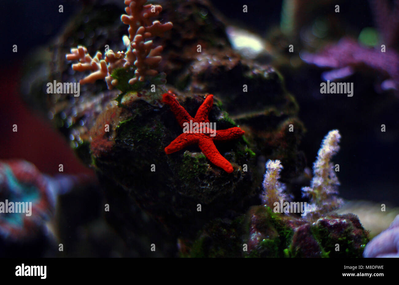 Fromia indica hi-res stock photography and images - Alamy