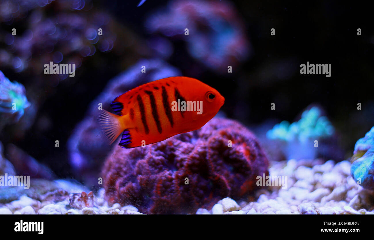 Flame dwarf angel hi-res stock photography and images - Alamy