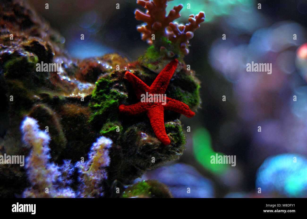 Red fromia starfish Stock Photo - Alamy