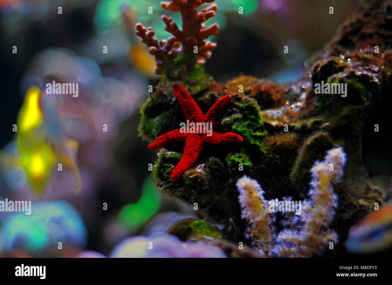 Red fromia starfish Stock Photo - Alamy