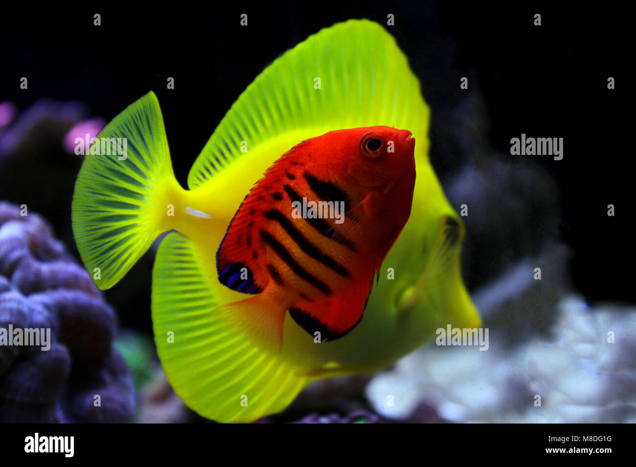 Flame Angelfish (Centropyge loricula Stock Photo - Alamy