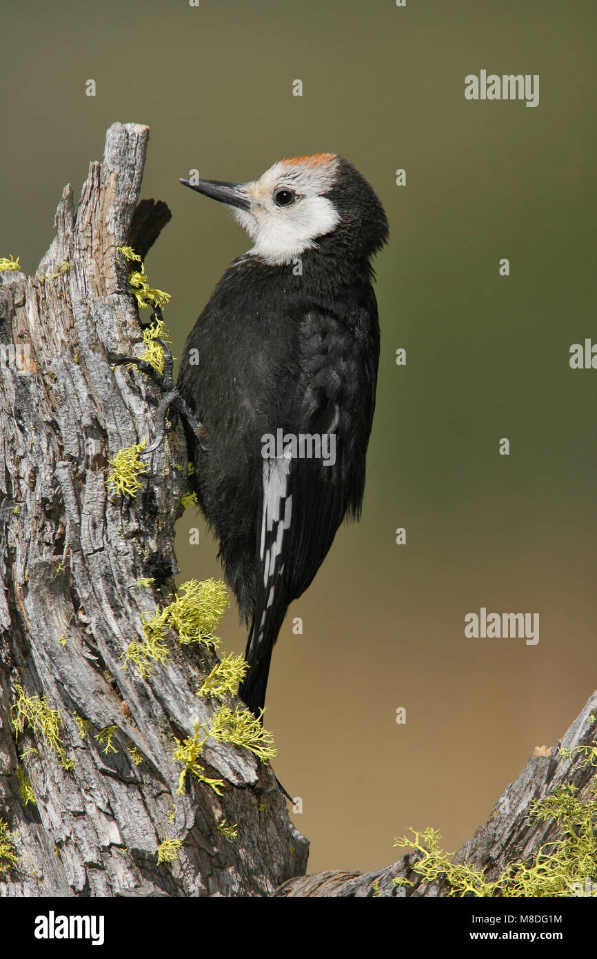 August specht hi-res stock photography and images - Alamy