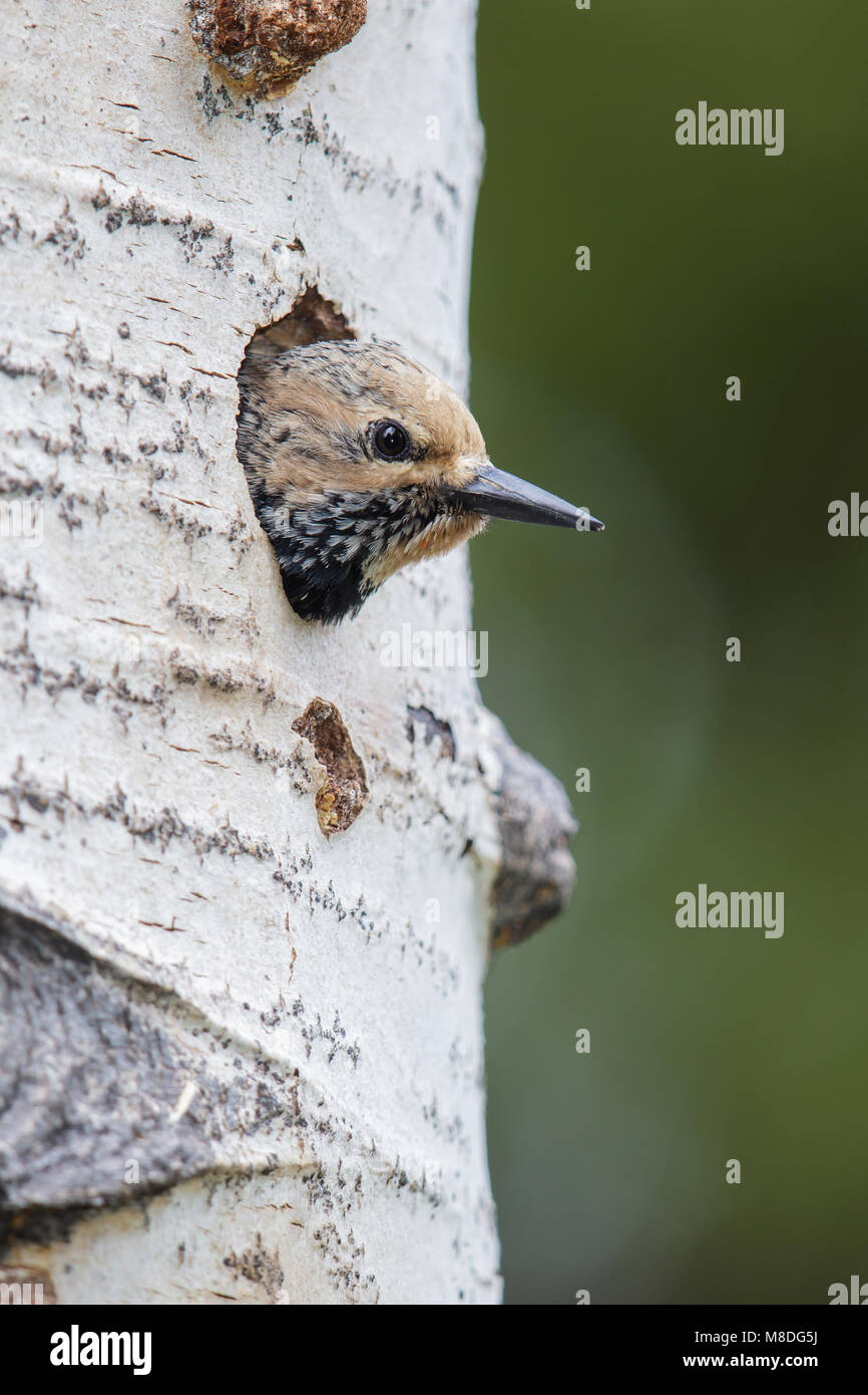 Adult female Weber Co., UT June 2013 Stock Photo - Alamy