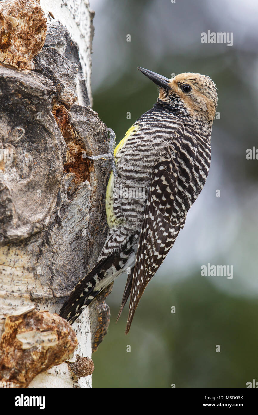 Adult female Weber Co., UT June 2013 Stock Photo - Alamy