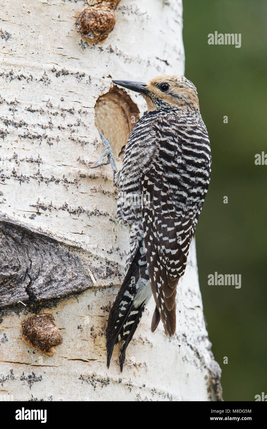 Adult female Weber Co., UT June 2013 Stock Photo - Alamy