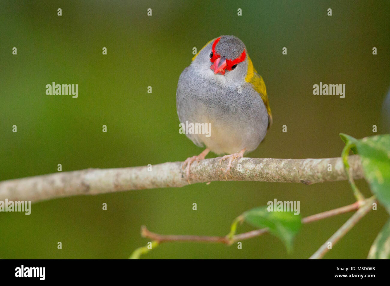 Red-browed firetail perched against clean green background Stock Photo ...
