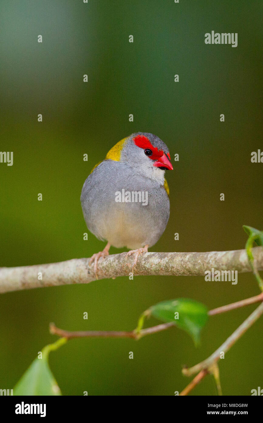 Red-browed firetail perched against clean green background Stock Photo ...