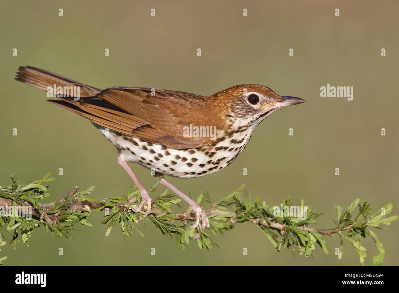 Amerikaanse Boslijster, Wood Thrush, Hylocichla mustelina (Texas Stock ...