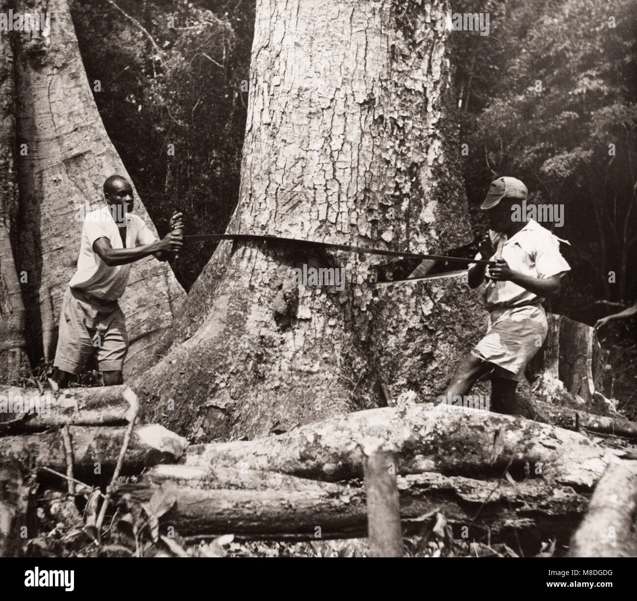 1940s East Africa Uganda - Budongo forest, felling and sawing mahogany ...
