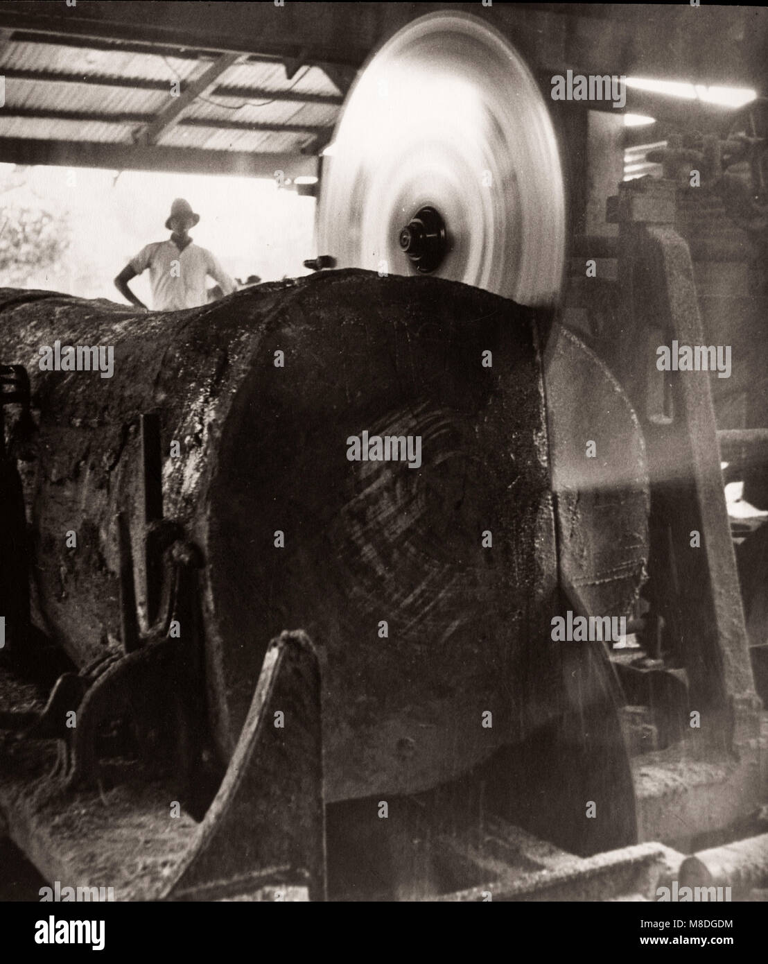 1940s East Africa Uganda - Budongo forest, felling and sawing mahogany ...