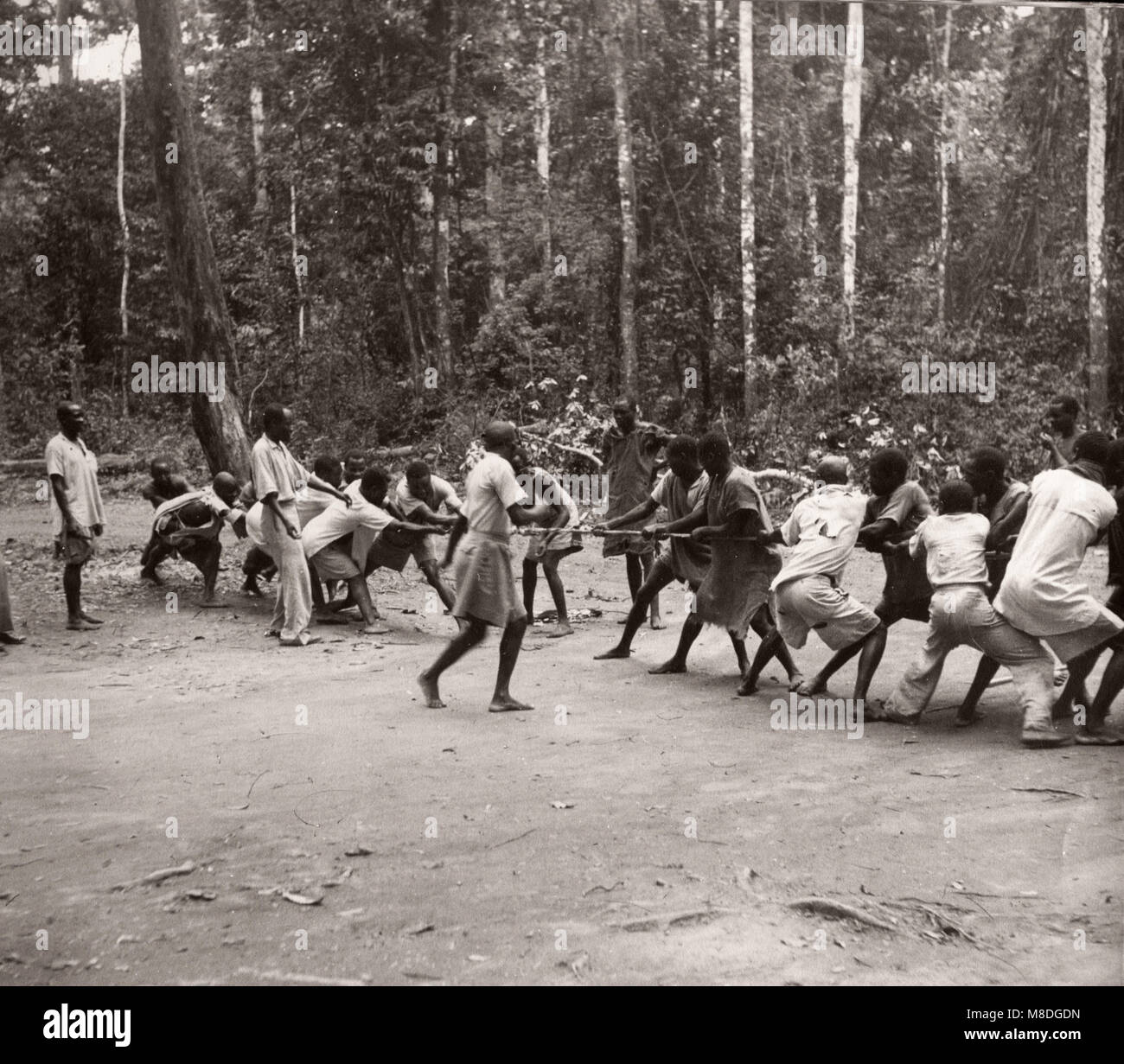 1940s East Africa Uganda - Budongo forest, felling and sawing mahogany ...