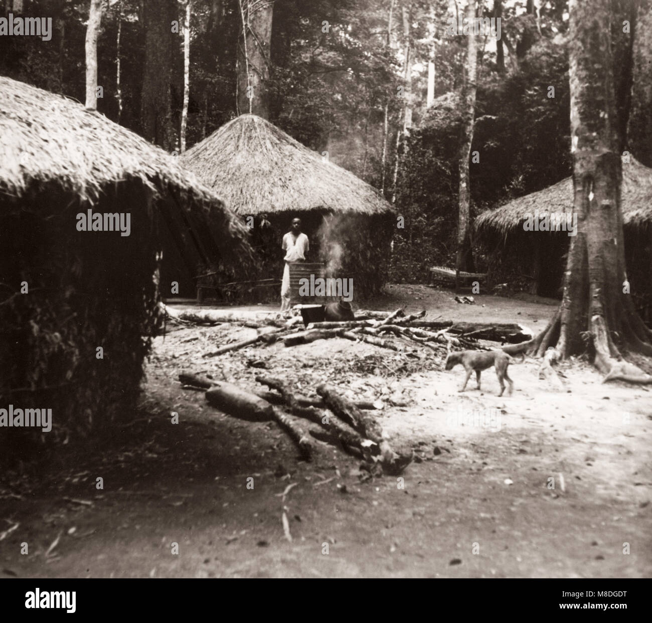 1940s East Africa Uganda - Budongo forest, felling and sawing mahogany ...