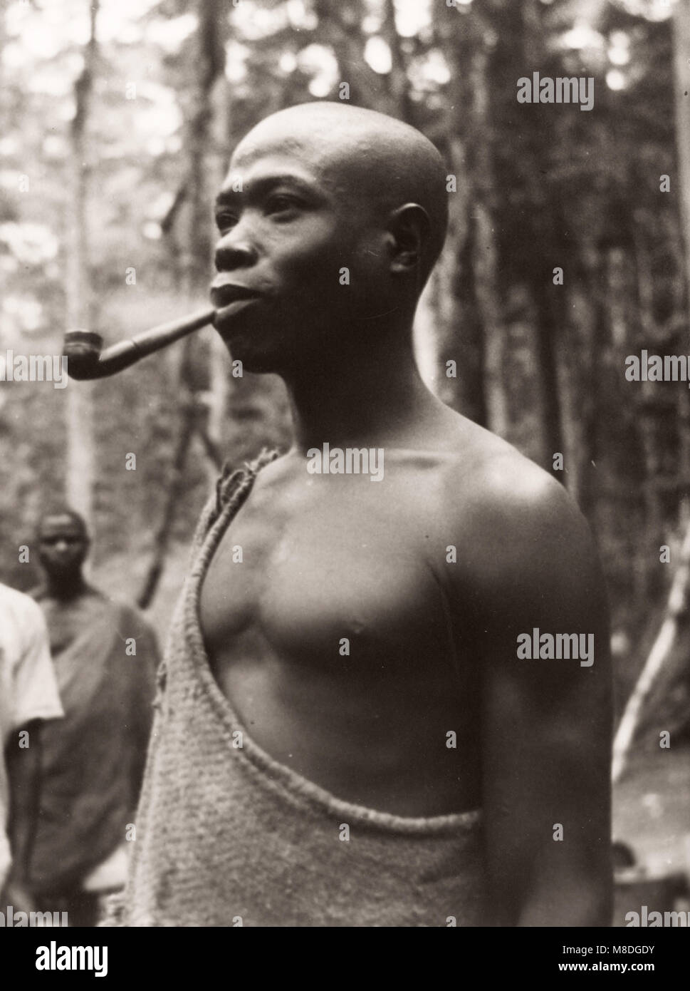 1940s East Africa Uganda - Budongo forest, felling and sawing mahogany ...