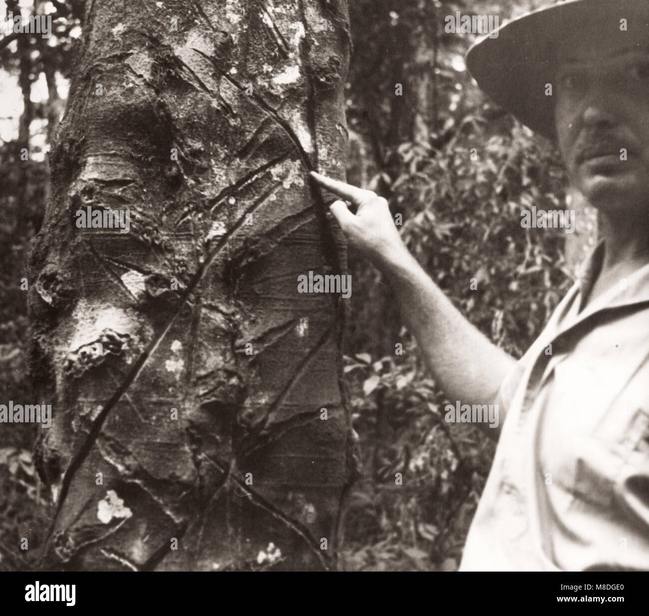 1940s East Africa Uganda - Budongo forest - a wild rubber tree with 30 ...