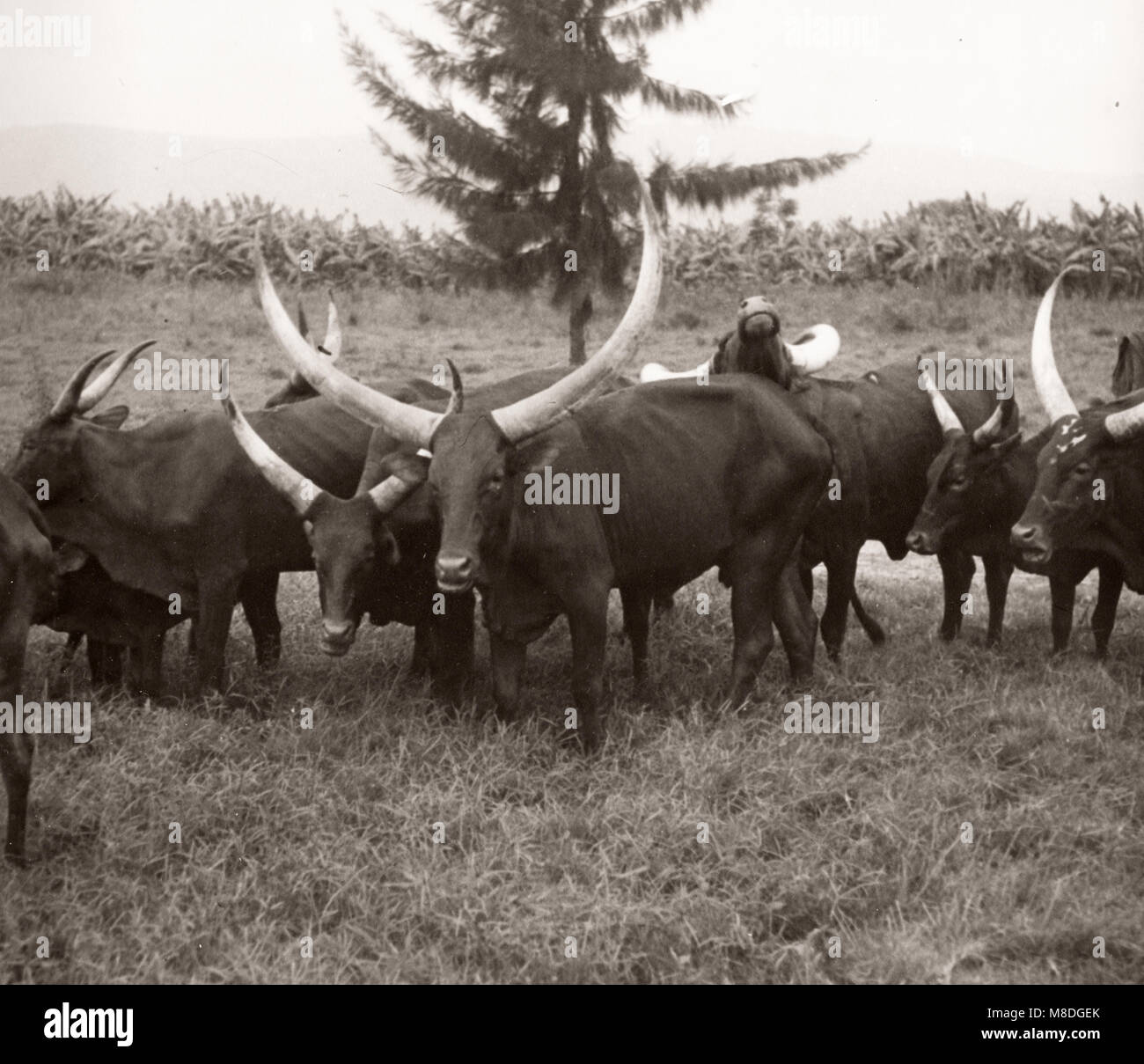 East Africa - Uganda inoculation campaign by British against tsetse fly ...