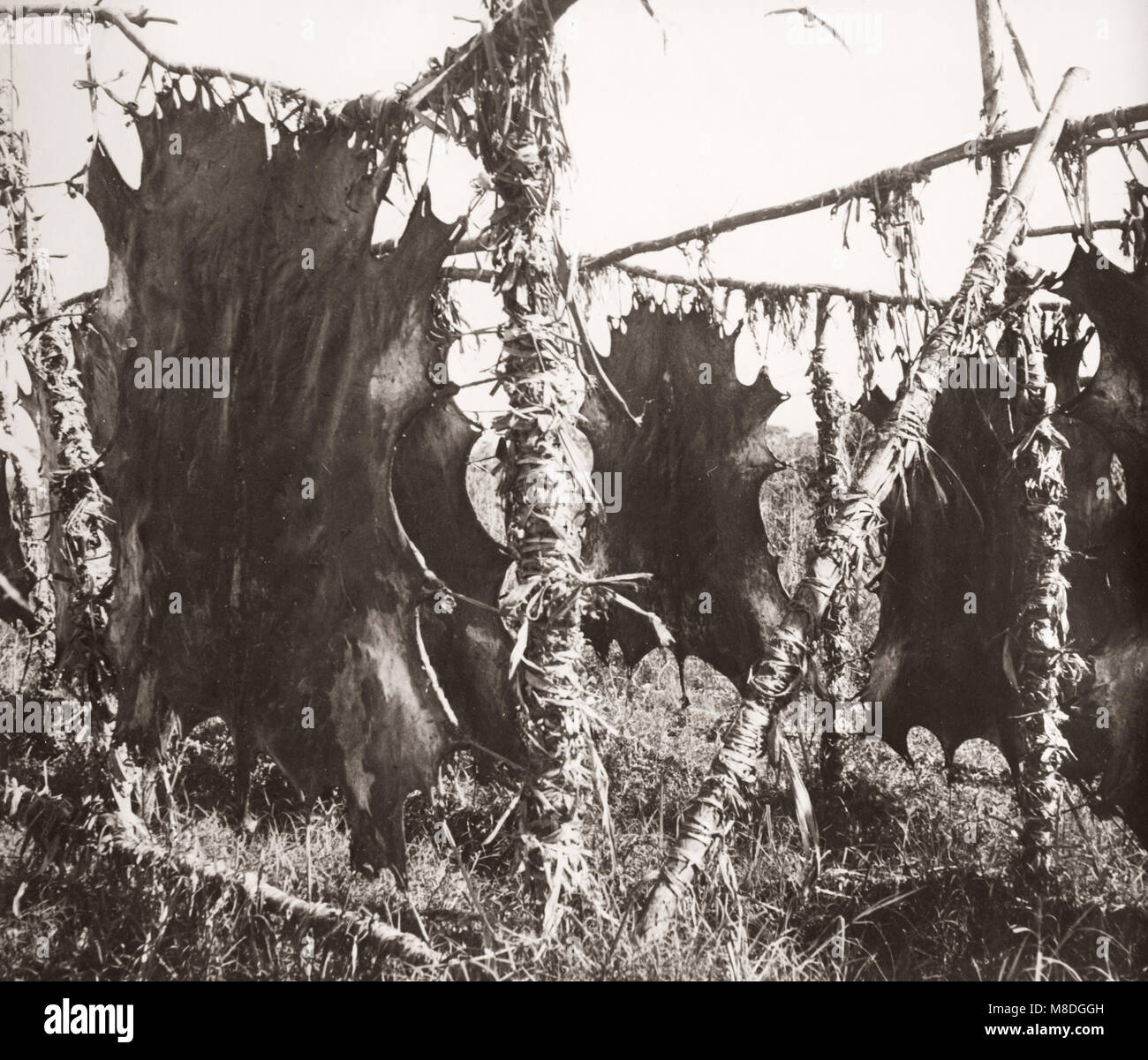 Animal hides clothing hi-res stock photography and images - Alamy