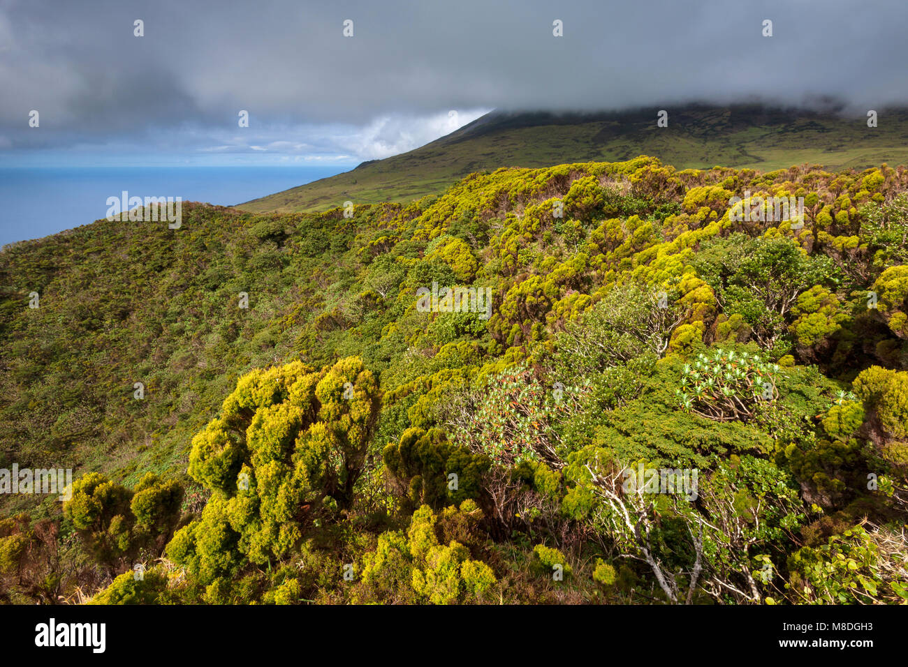 Pico da urze hi-res stock photography and images - Alamy