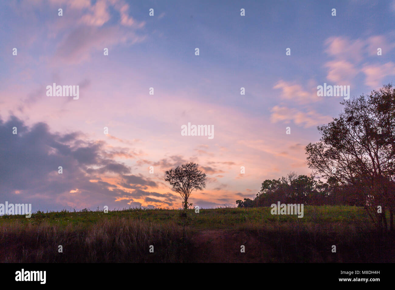 red leaves begin blossom in the spring season at Kao Yai National Park ...