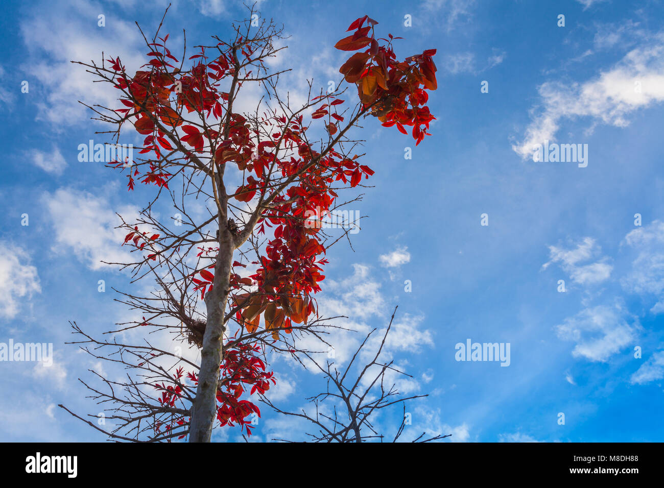 red leaves begin blossom in the spring season at Kao Yai National Park ...